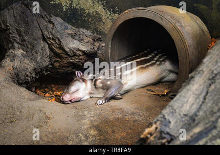 Paca Cuniculus paca Spotted Paca large rodent tropical sub-tropical ...