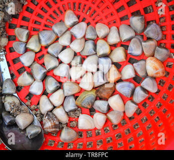 Fresh enamel venus shell (Meretrix lyrata) for sale at the seafood ...