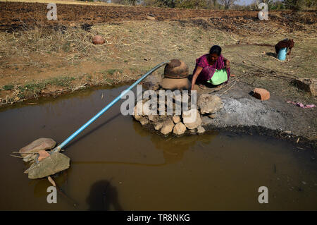 Mahua wine, process of extracting country liquor from Mahua flowers ...