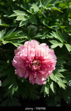 Peony Paeonia Peonies "Hillary" Pink Flowering Garden Intersectional ...