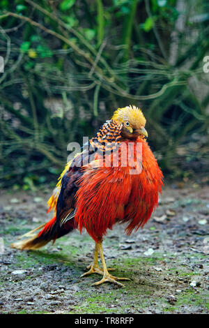 The golden pheasant or Chinese pheasant, Chrysolophus pictus, portrait ...