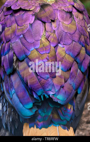 Male Himalayan monal pheasant (Lophophorus impejanus), seen in profile ...