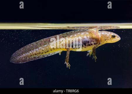 Italian Alpine Newt (Ichthyosaura alpestris apuana), Amphibia, Liguria ...