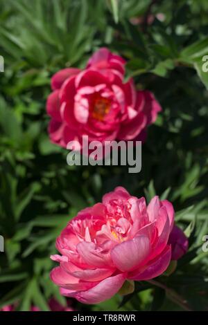 Intersectional peony New Millennium at Adelman Peony Gardens in Salem ...