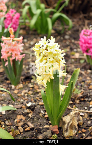 yellow hyacinth growing in the garden Stock Photo - Alamy