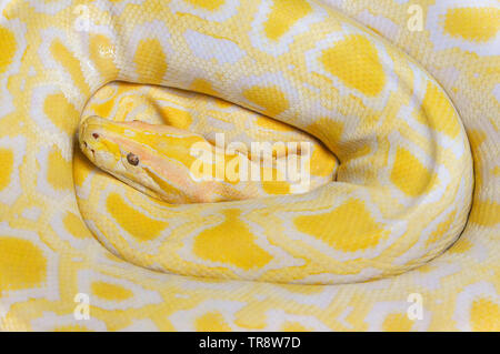 Golden python yellow snake lying on ground / Albino Burmese python ...