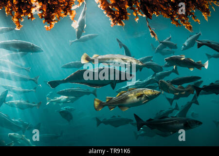 Big Cod fishes in huge water tank in sea water park in Alesund, Norway ...