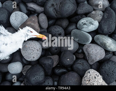 A Dead Sea Bird On The Beach at Puerto Eten near Chiclayo, Peru Stock ...