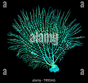 coral isolated on black background Stock Photo - Alamy