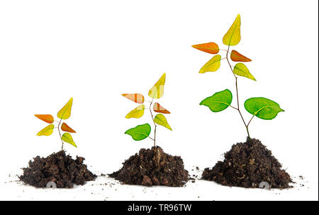 Saplings on white background Stock Photo - Alamy