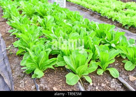 organic cultivation of vegetables in greenhouses Stock Photo - Alamy