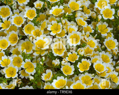 Annual California Spring Garden Show, Oakland Auditorium, Oakland ...