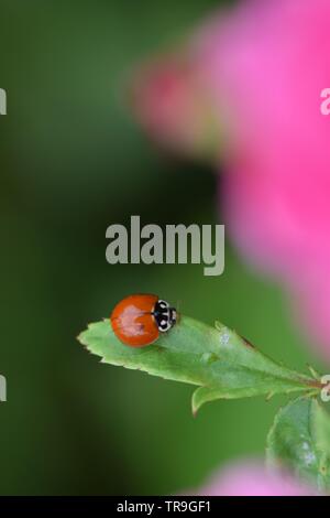 Cute little lady bug Stock Photo - Alamy