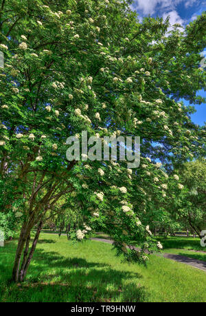 spring bloom of an ash tree in the spring season, closeup against a ...