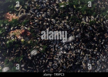 Raft culture of mussels Stock Photo - Alamy