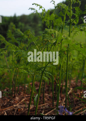 Farn Garten, fern in garden Stock Photo - Alamy