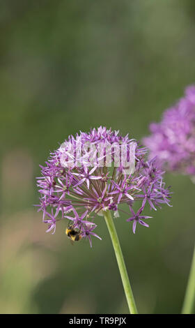Cottage Garden Flower border with Allium and Forget Me Nots Stock Photo ...