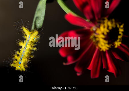 Setora nitens Caterpillar, Stinging Nettle Slug Caterpillar or Cup Moth ...