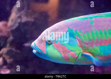 Christmas Wrasse or Thalassoma trilobatum in Maui, Hawaii Stock Photo ...