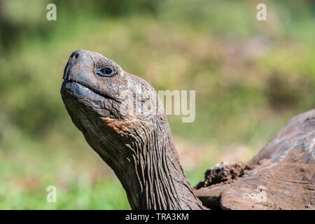 Giant tortoise face endangered species Stock Photo - Alamy