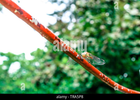 Red Dragonfly hold on green leaf and copy space .Dragonfly in the ...