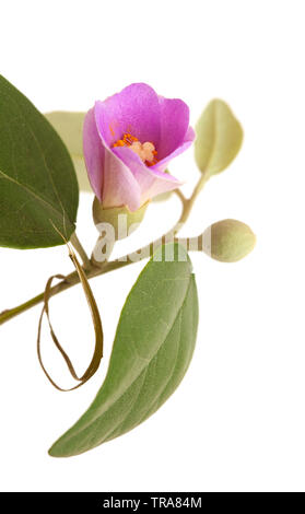 pink flowers of Lagunaria patersonia, pyramid tree, isolated on white ...