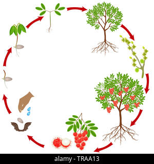 Longan tree with fruit and roots on a white background Stock Photo - Alamy