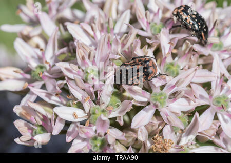 Two Beetles (Oxythyrea funesta) on flower macro photography Stock Photo ...