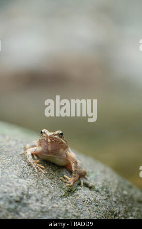 Greek stream frog (Rana graeca) adult, Greece, June. Meetyourneighbours ...