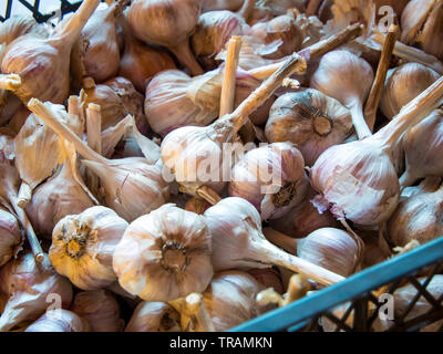 a lot of garlic in a plastic box Stock Photo - Alamy