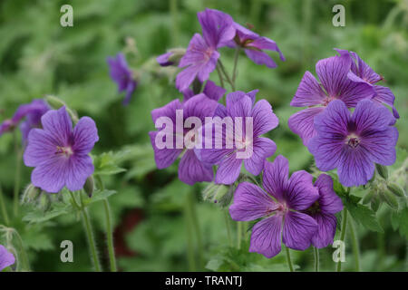 Purple cranesbill "Geranium magnificum 'Rosemoor' Stock Photo - Alamy