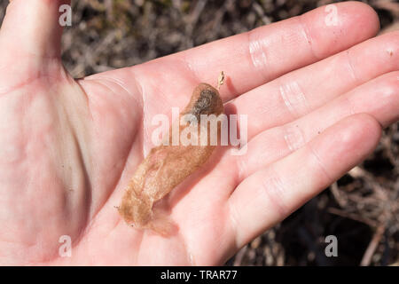 Fox moth pupa (Macrothylacia rubi) and discarded larval skin ...
