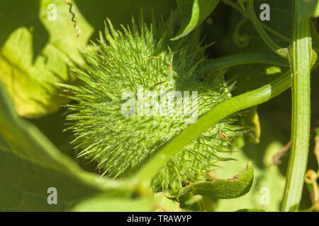 the fruit of California manroot plant, Point Reyes National Seashore ...