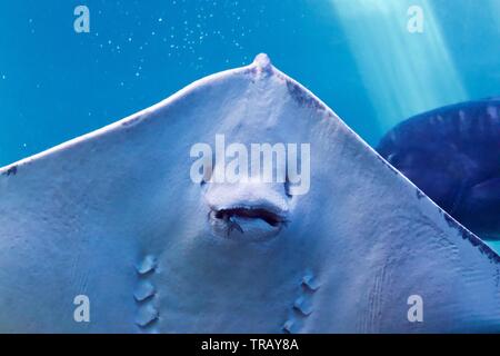 A Manta Ray eating fish in Maui, Hawaii Stock Photo - Alamy
