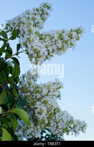 Lagerstroemia indica crape myrtle – canopy of orange, red and green ...