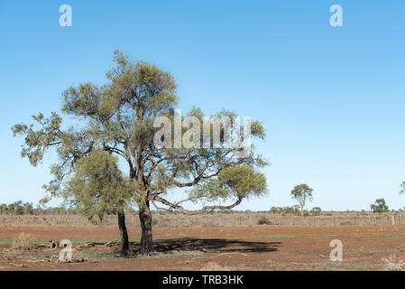 A mature Boonaree or Inland Rosewood tree (Alectryon oleifolius) is a ...