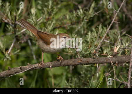 Stunning bird photo. Cetti's warbler / Cettia cetti Stock Photo - Alamy