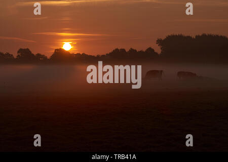 Beautiful shot of cows standing grazing in a field in early morning fog ...