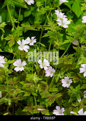 Red marked foliage and pale flowers with delicate magenta bee lines of ...