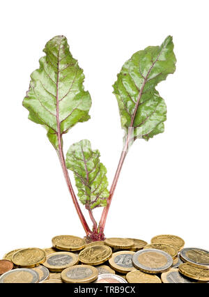 beetroot growing from money Stock Photo - Alamy