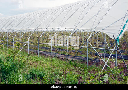 Large polytunnels with open bottoms containing growing plants ...