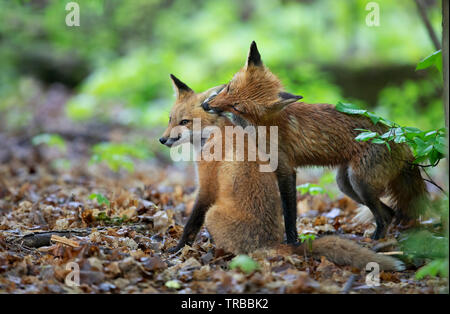 Red fox cleaning her kits ears deep in the forest in early spring in ...