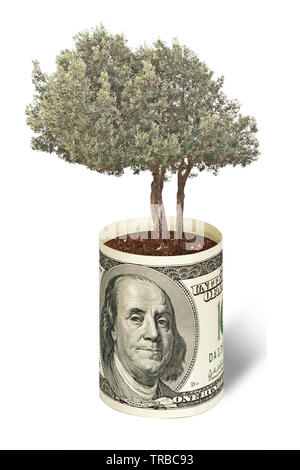 Olive tree growing from dollar bill Stock Photo - Alamy