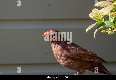 Female blackbird in a garden Stock Photo - Alamy