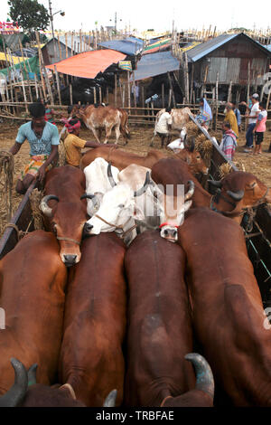 Bangladesh is home to various cattle breeds and their crosses. Although ...
