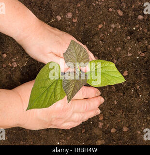 Planting a paulownia sapling Stock Photo - Alamy