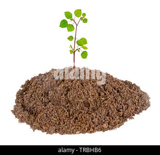 Green leaves sprout from eucalyptus lignotubers on a burnt tree trunk ...