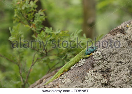 Close-up of face of blue lizard from Myanmar Stock Photo - Alamy