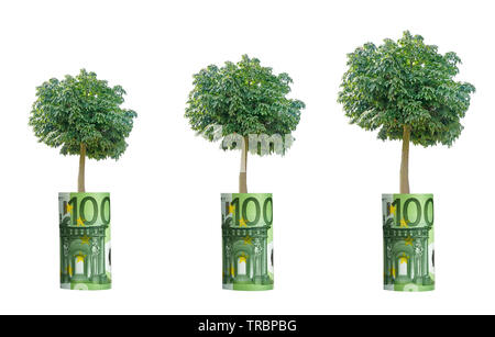 tree growing from euro bill Stock Photo - Alamy