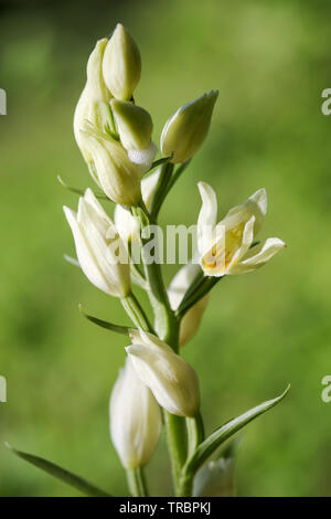 White Helleborine (Cephalanthera damasonium) on Mount Seeberg ...